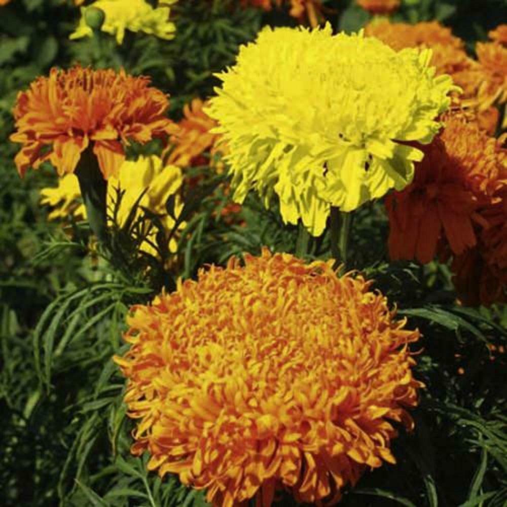 Marigold Fantastic Mix - Premier Seeds Direct
