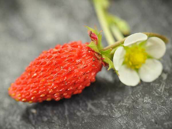 Alpine Strawberry - Baron Von Solemacher - Premier Seeds Direct