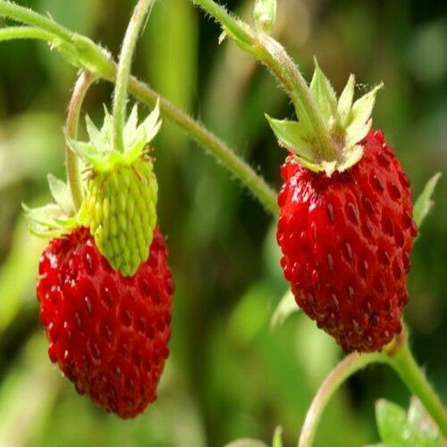 Alpine Strawberry - Baron Von Solemacher - Premier Seeds Direct