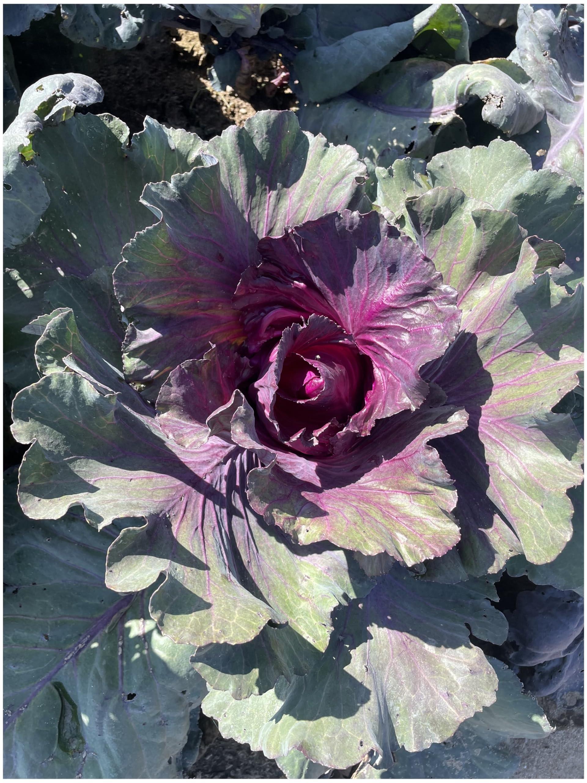 Cabbage Red Kalibos - Premier Seeds Direct