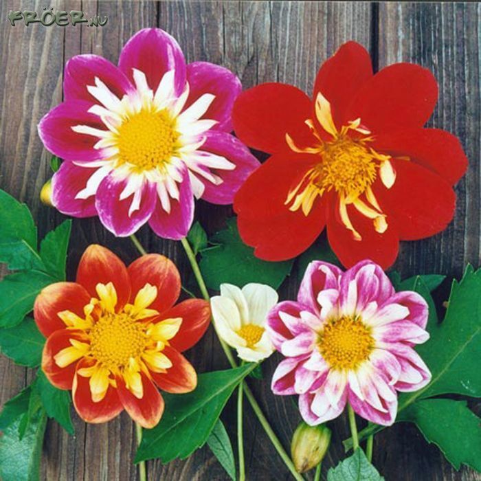 Dahlia Dwarf Dandy new | Dahlia | Premier Seeds Direct ltd