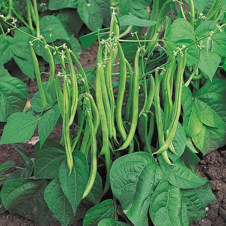 Dwarf French Bean - Safari - Premier Seeds Direct