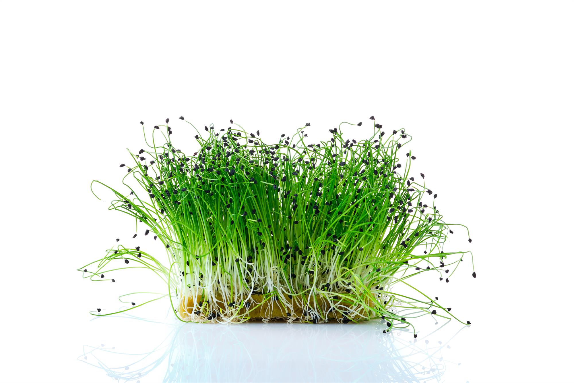 Micro Green Chinese Leek/Garlic Chives - Premier Seeds Direct