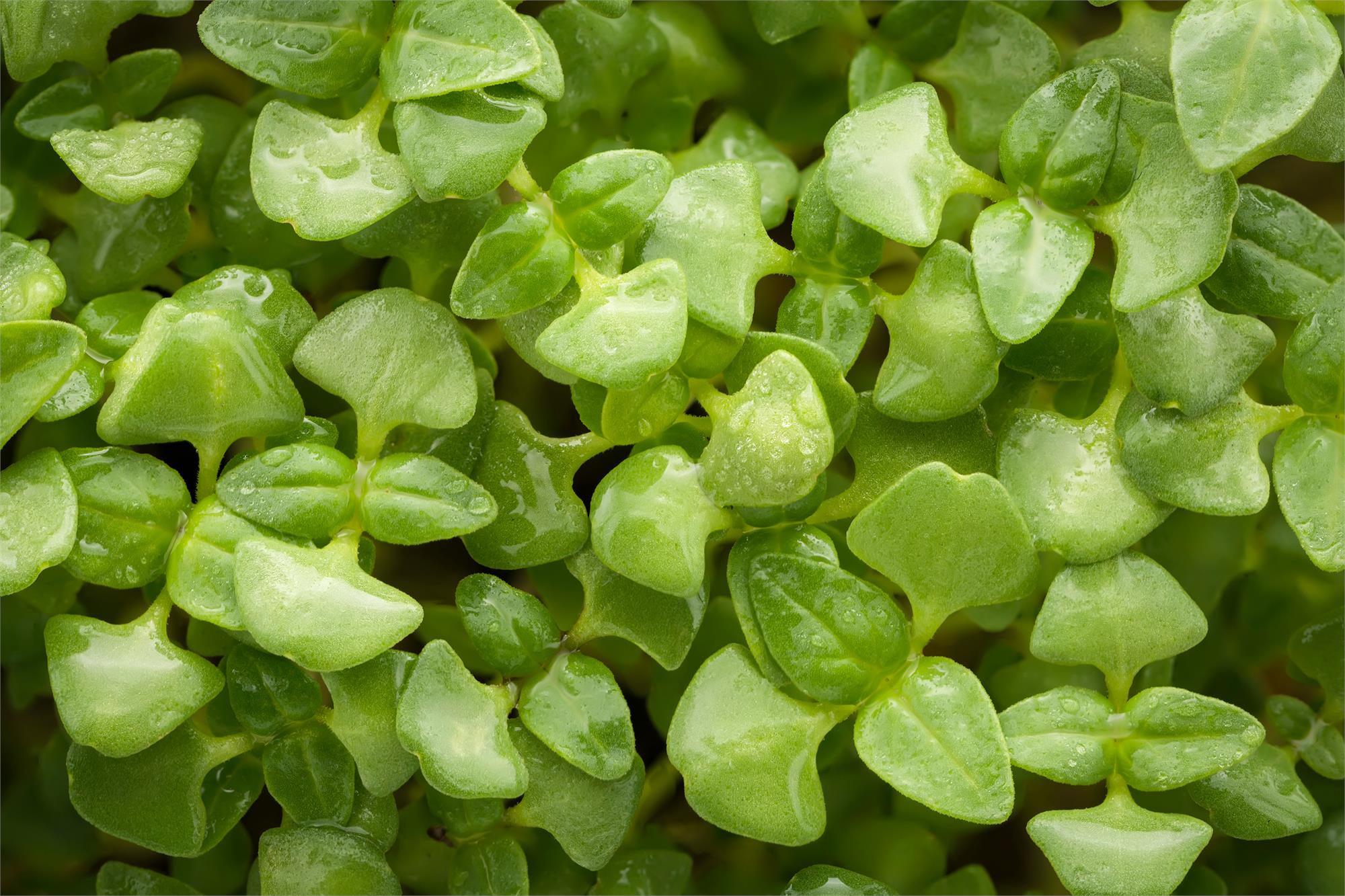 Microgreen seeds Basil Genovese Organic - Premier Seeds Direct