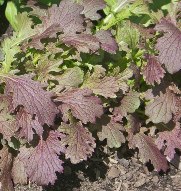 Mustard Red Dragon -Ideal Microgreen - Premier Seeds Direct