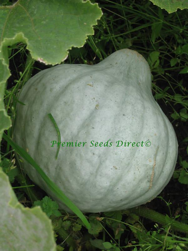 Squash Blue Hubbard | Squash | Premier Seeds Direct ltd