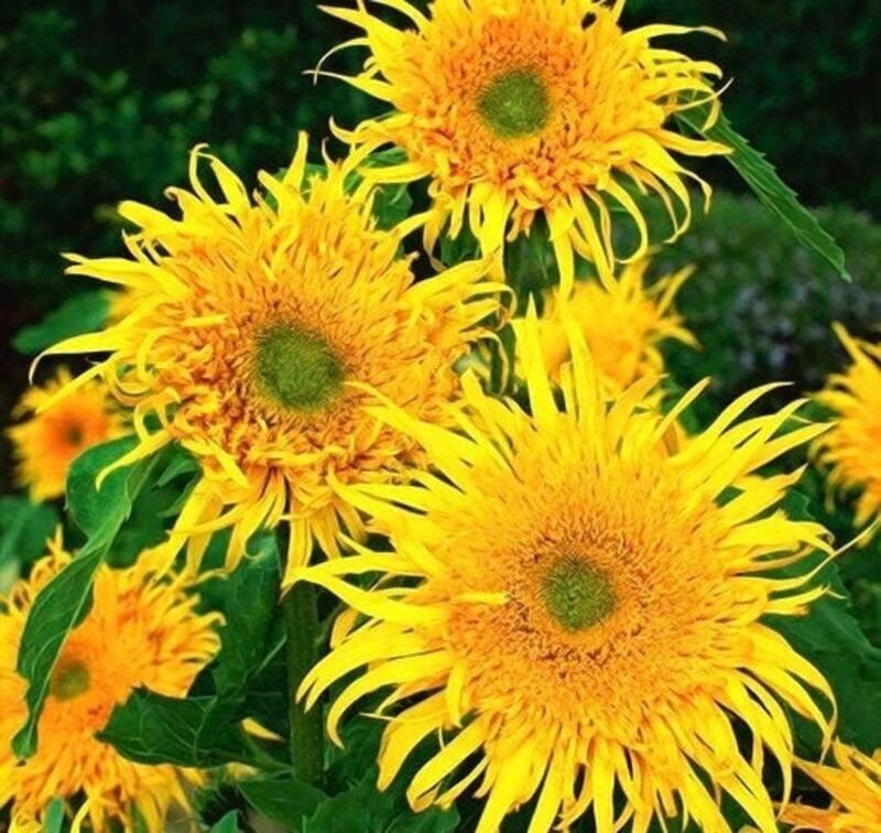 Sunflower Astra Gold - Premier Seeds Direct