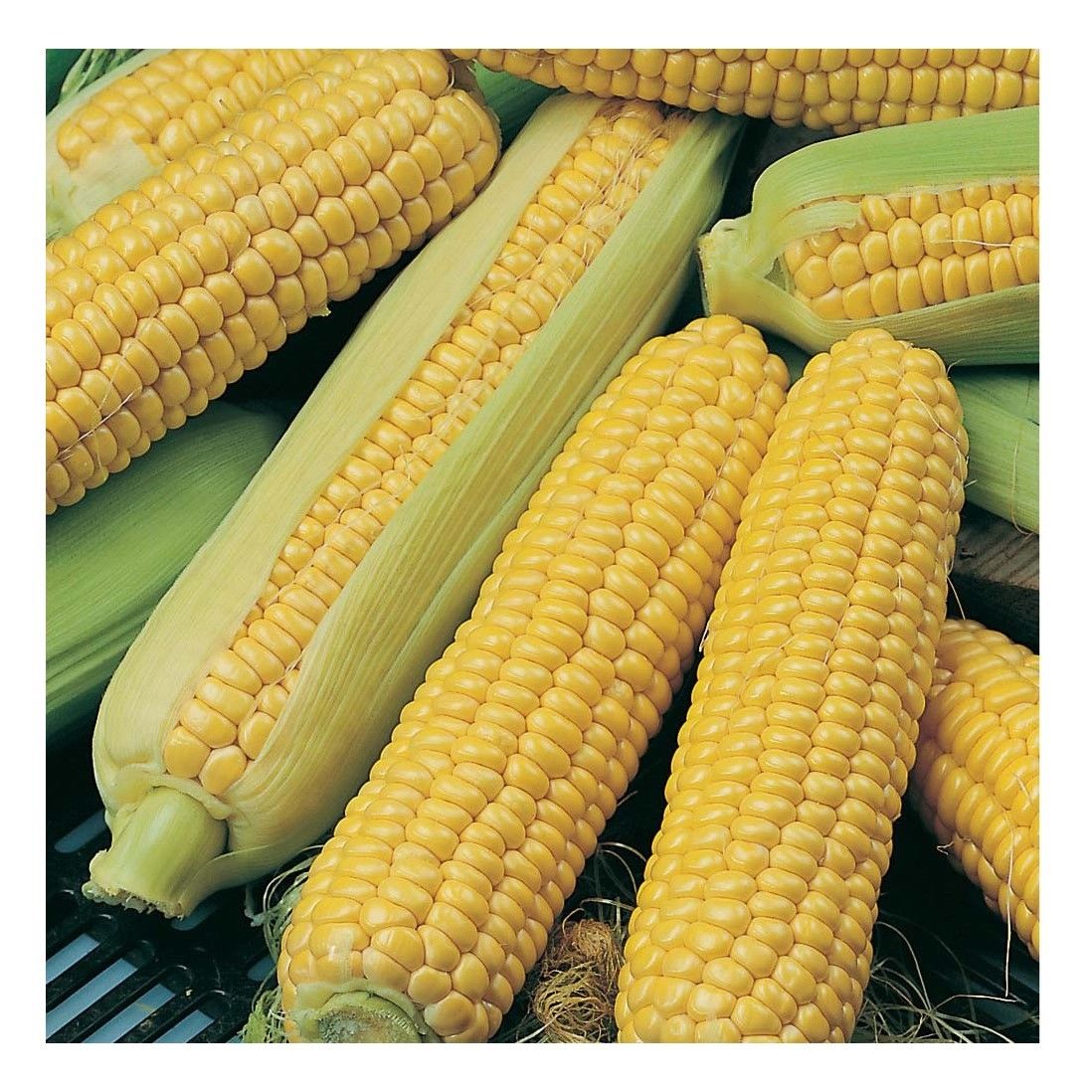 SWEET CORN SWEETCORN INCREDIBLE F1 / Sweetcorn / PremierSeedsDirect