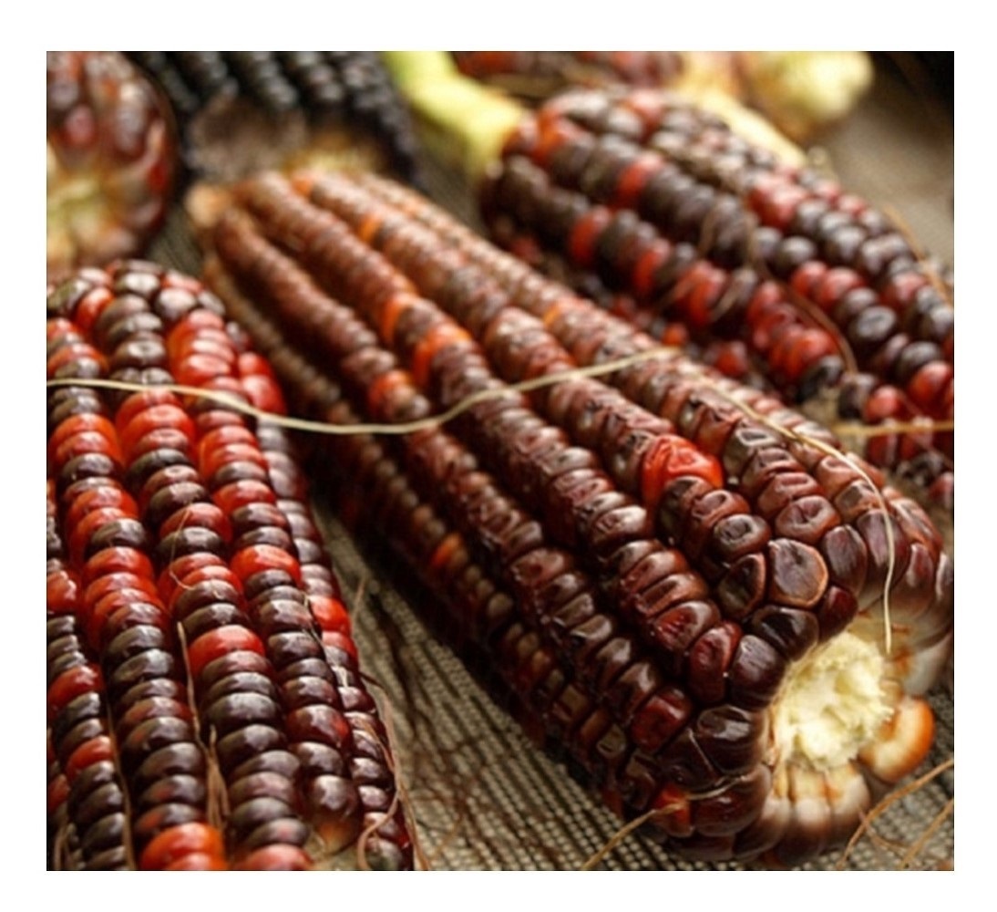 Sweetcorn - Bloody Butcher - Premier Seeds Direct
