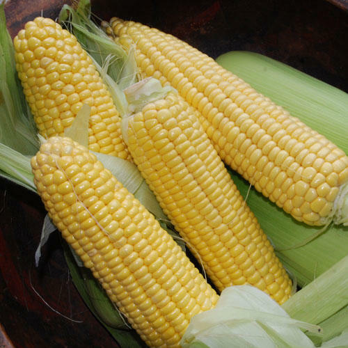 Sweetcorn - Earlibird F1 - Premier Seeds Direct