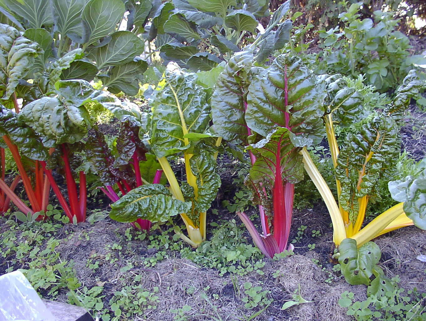 Swiss Chard - Rainbow Mix - Premier Seeds Direct