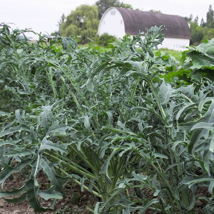 VEGETABLE KALE - BORECOLE JAGALLO NERO Premier Seeds Direct