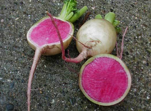 Radish - Watermelon Red Meat Winter - Premier Seeds Direct