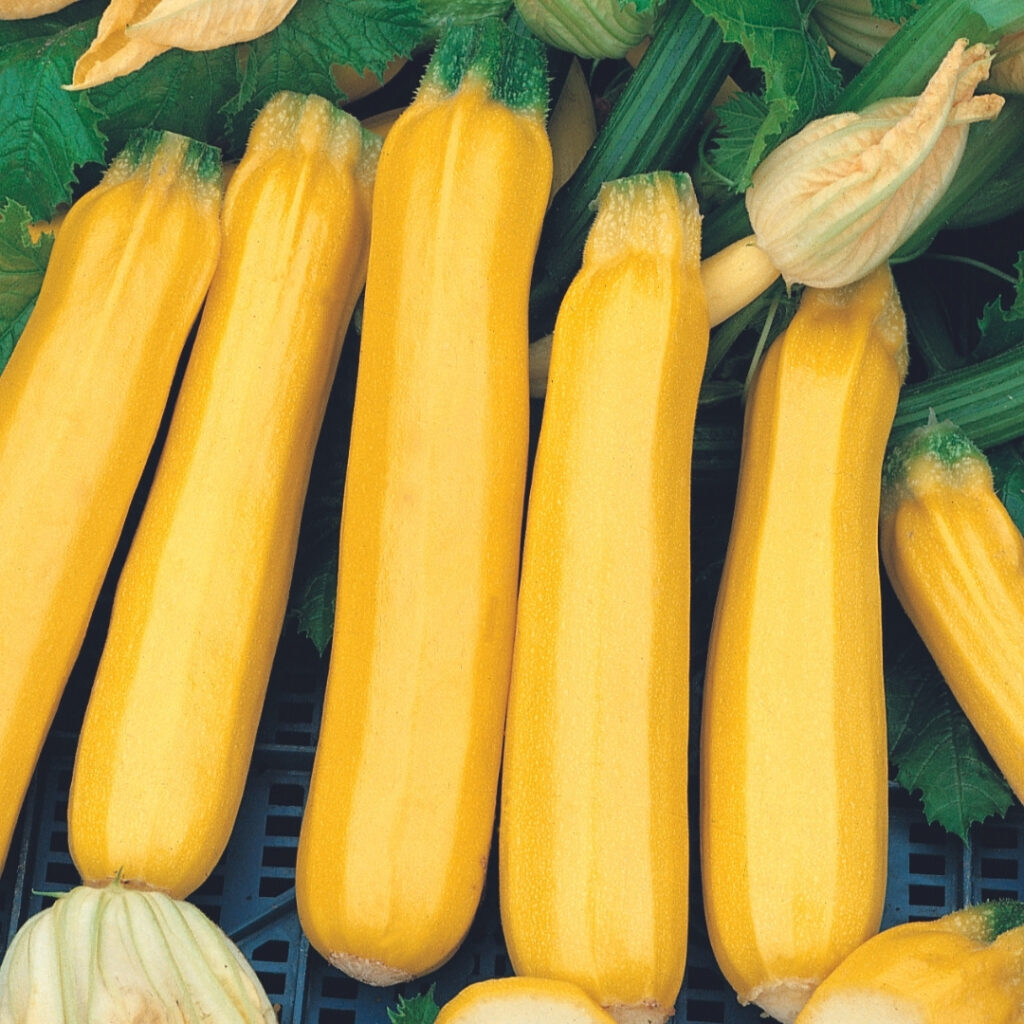 Courgette - Zucchini Golden Zebra F1 | Courgette | Premier Seeds Direct ltd