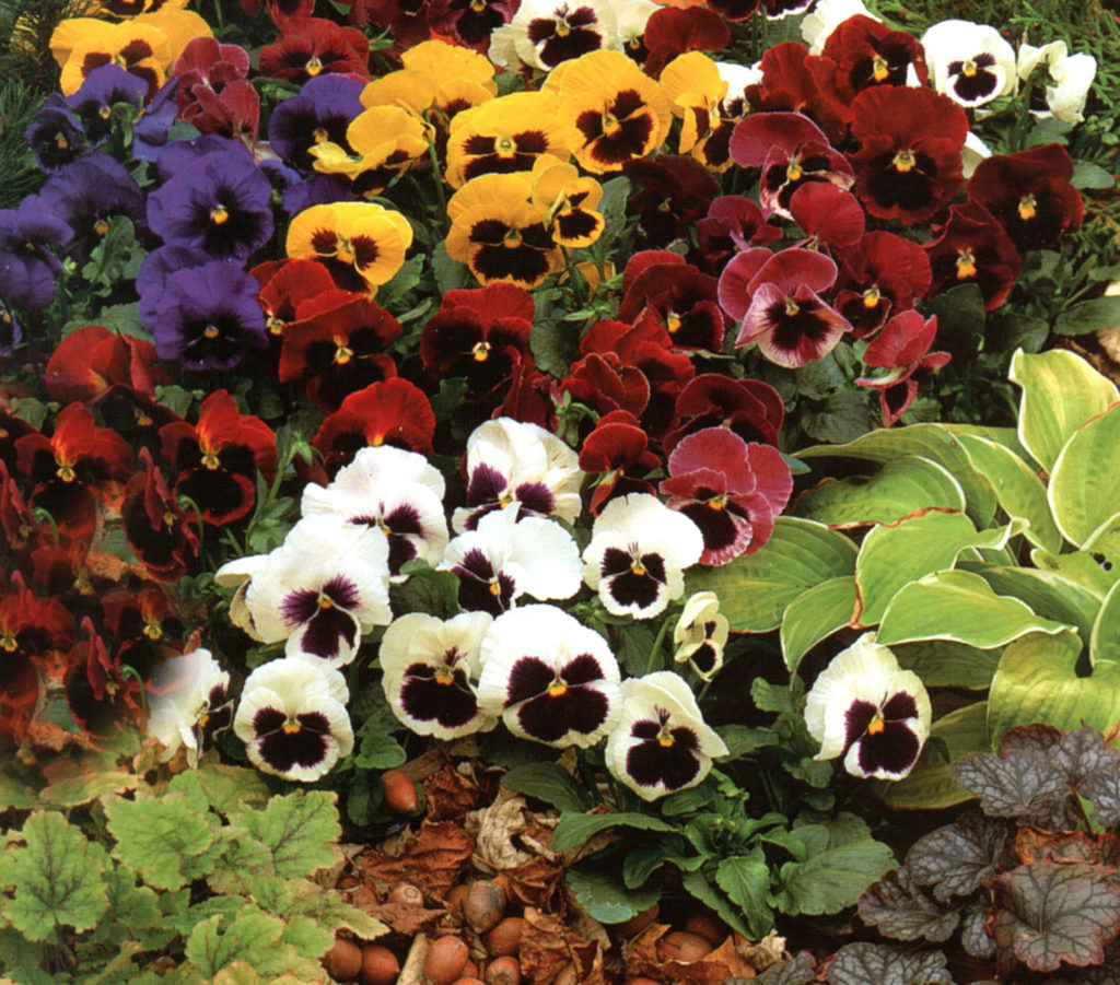 Pansy Swiss Giant Mixed | Flowers | Premier Seeds Direct ltd