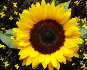 Sunflower Dwarf Sunspot | Sunflower | Premier Seeds Direct ltd