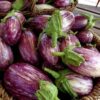 See our full vegetable range - Premier Seeds Direct