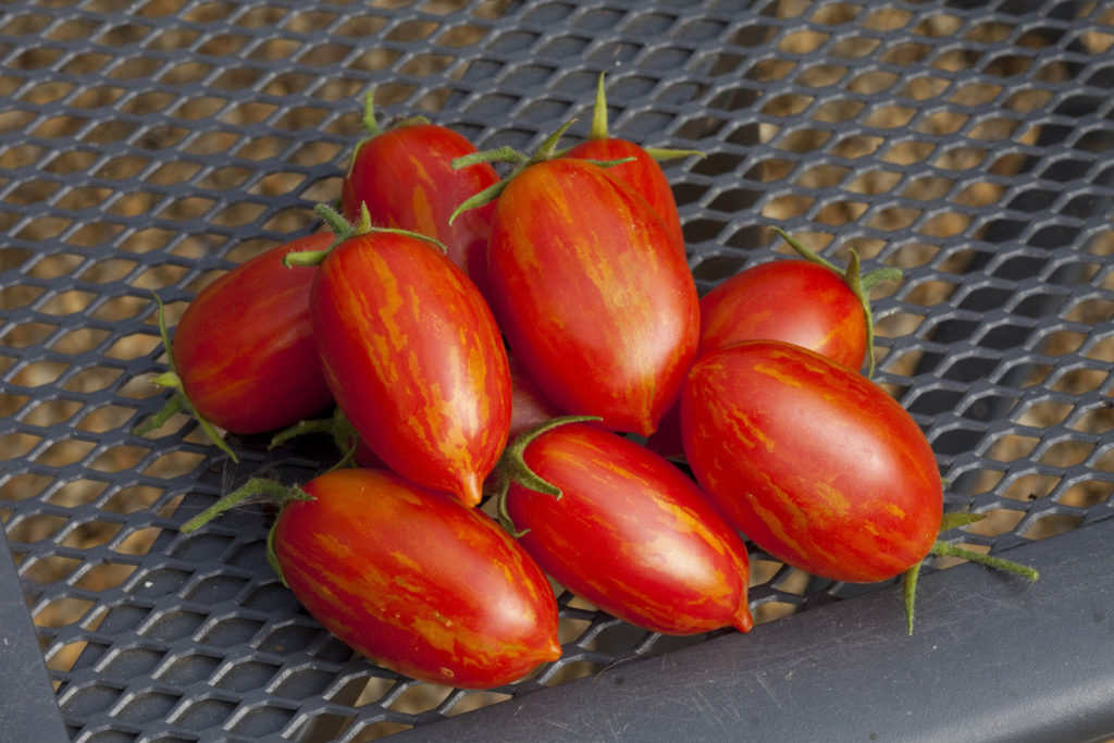 Tomato Trailing Sunstripe F1 | Tomato | Premier Seeds Direct ltd