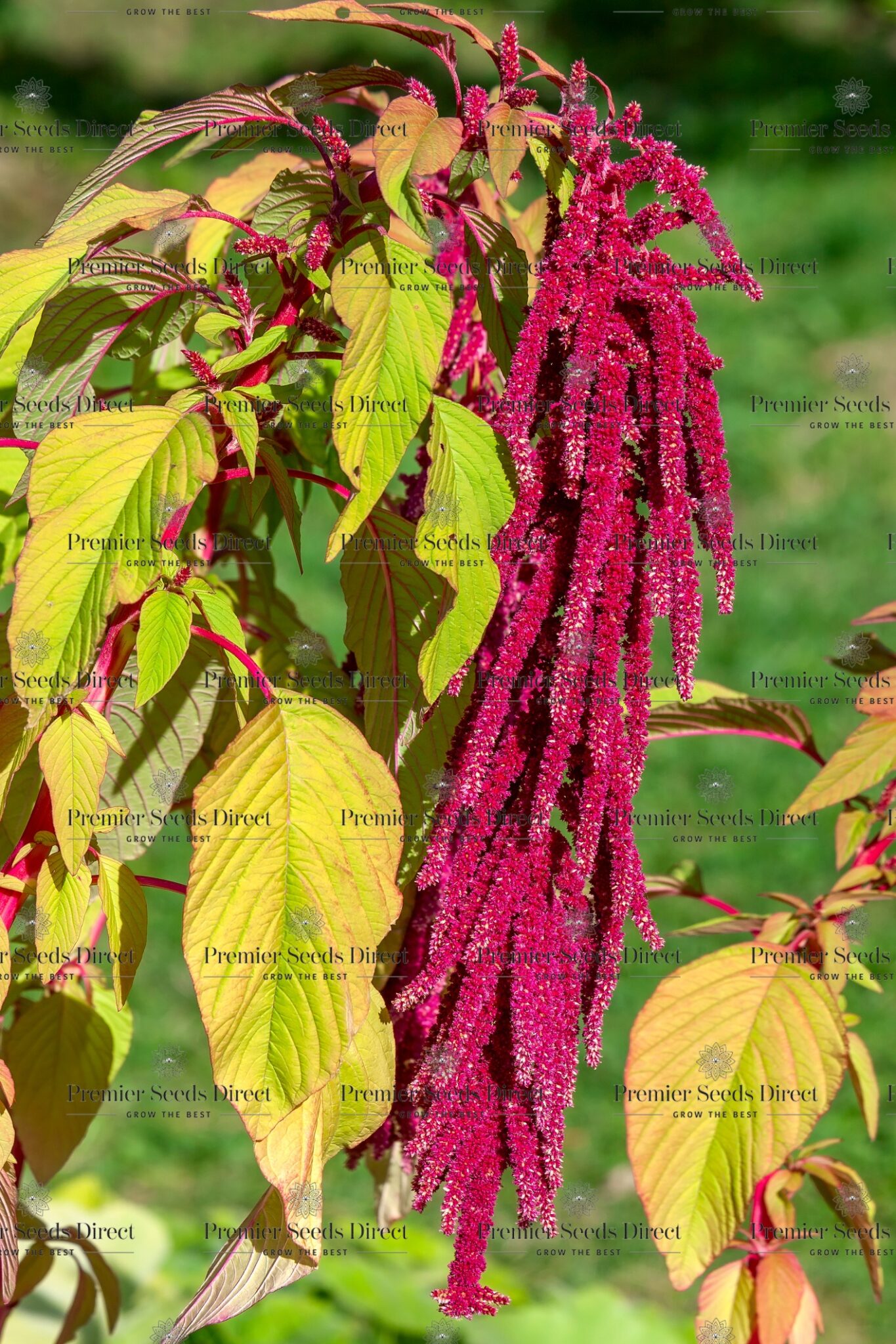 Amaranthus Caudatus Red | Flowers | Amaranthus Caudatus Red | Premier ...
