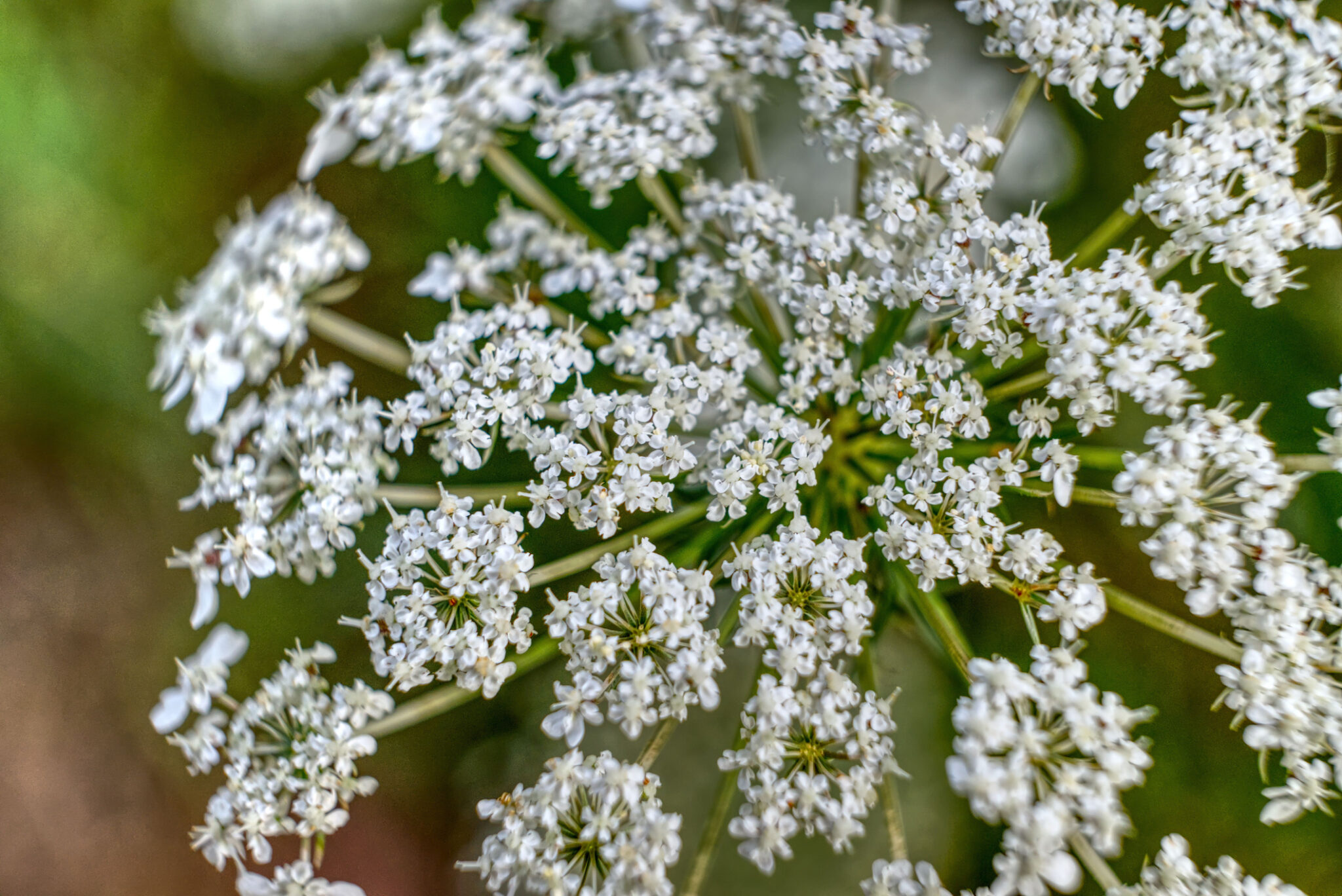 Flower Ammi Majus - Bishops Flower | Ammi Majus | Premier Seeds Direct ltd