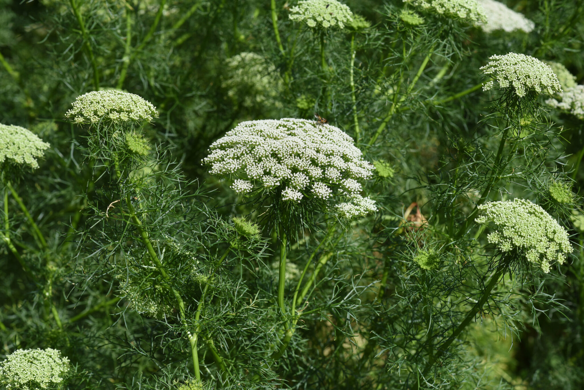 Flower Ammi Majus - Bishops Flower | Ammi Majus | Premier Seeds Direct ltd