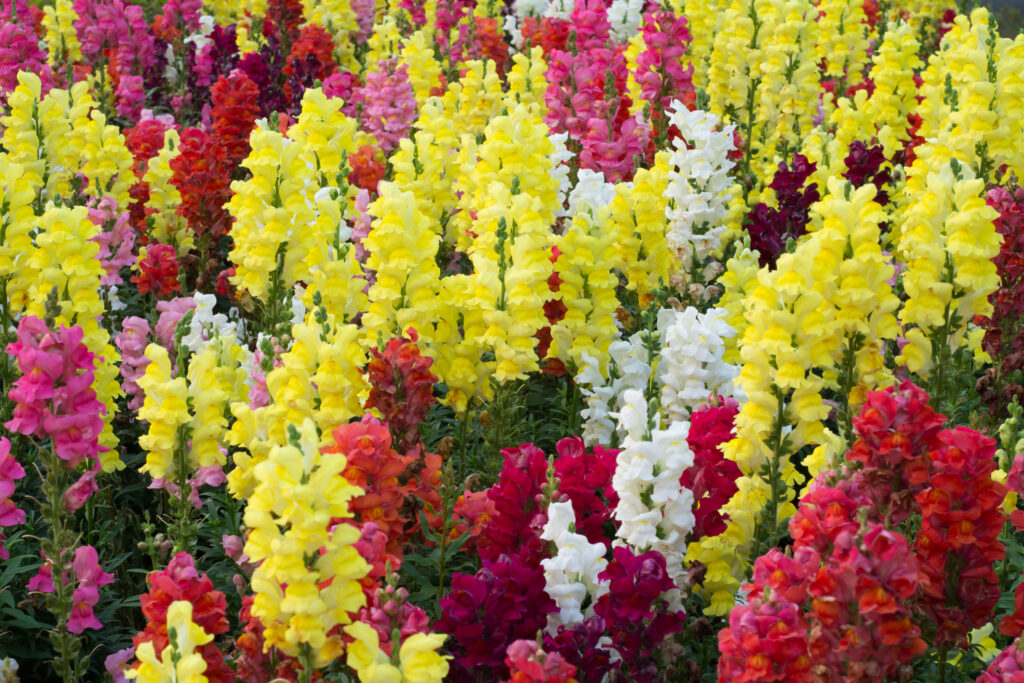 Antirrhinum Snapdragon Tetra Mixed | Flowers | Antirrhinum