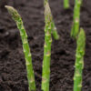 Asparagus Seeds - Premier Seeds Direct