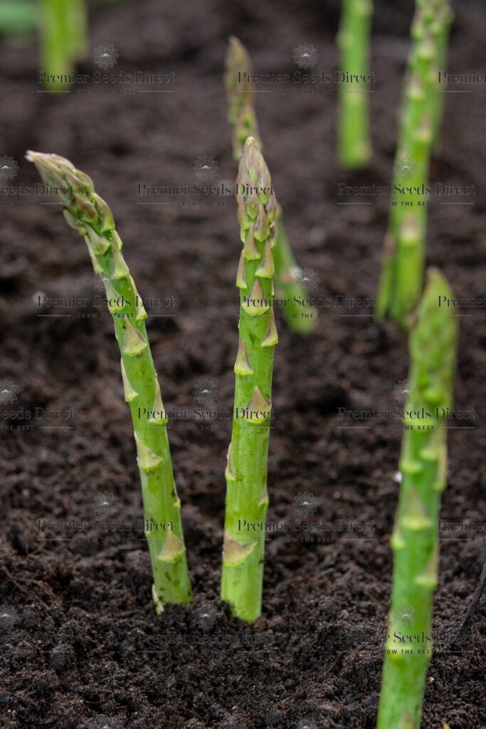 Asparagus Connovers Colossal | Asparagus | Premier Seeds Direct ltd