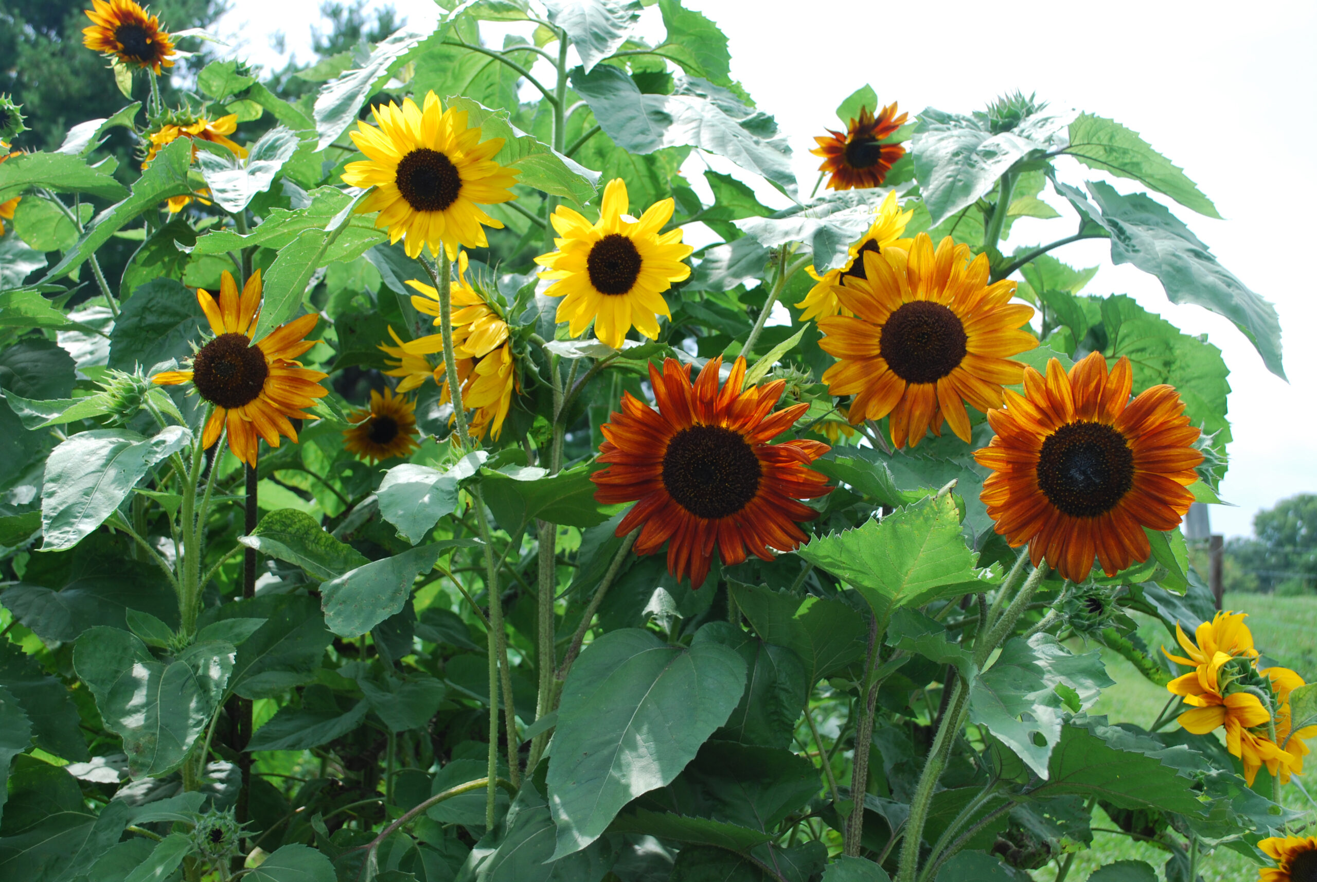 Sunflower Autumn Beauty | Flowers | Premier Seeds Direct ltd