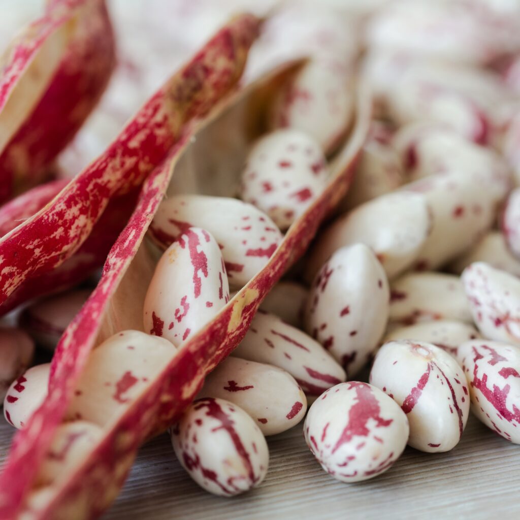 Dwarf Italian Borlotto Bean Lingua Di Fuoco | Bean | Premier Seeds ...