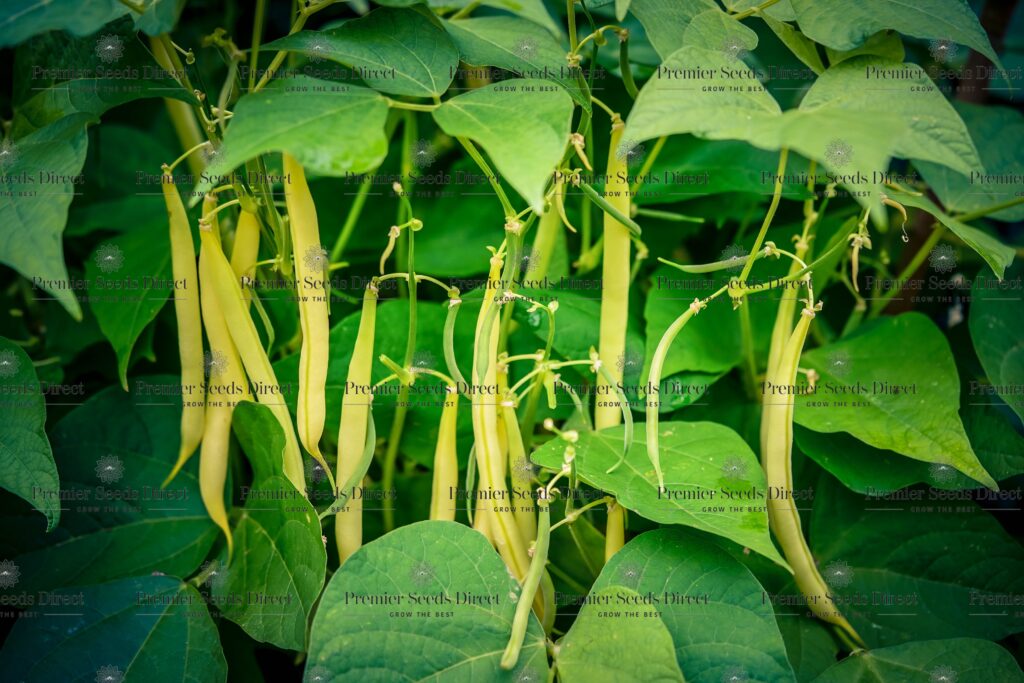 Climbing Yellow Bean Kentucky Wonder Wax | Bean | Premier Seeds Direct ltd