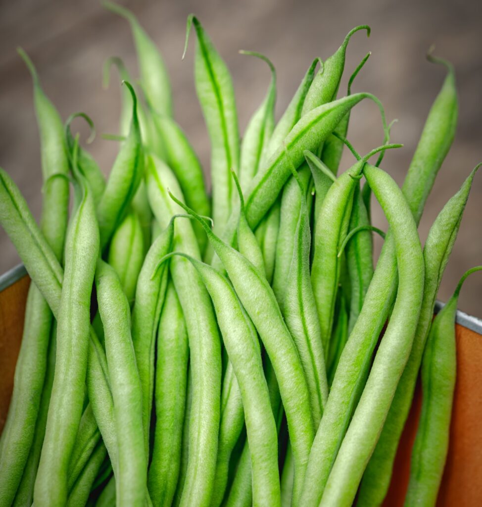 Dwarf French Bean Slenderette | Bean