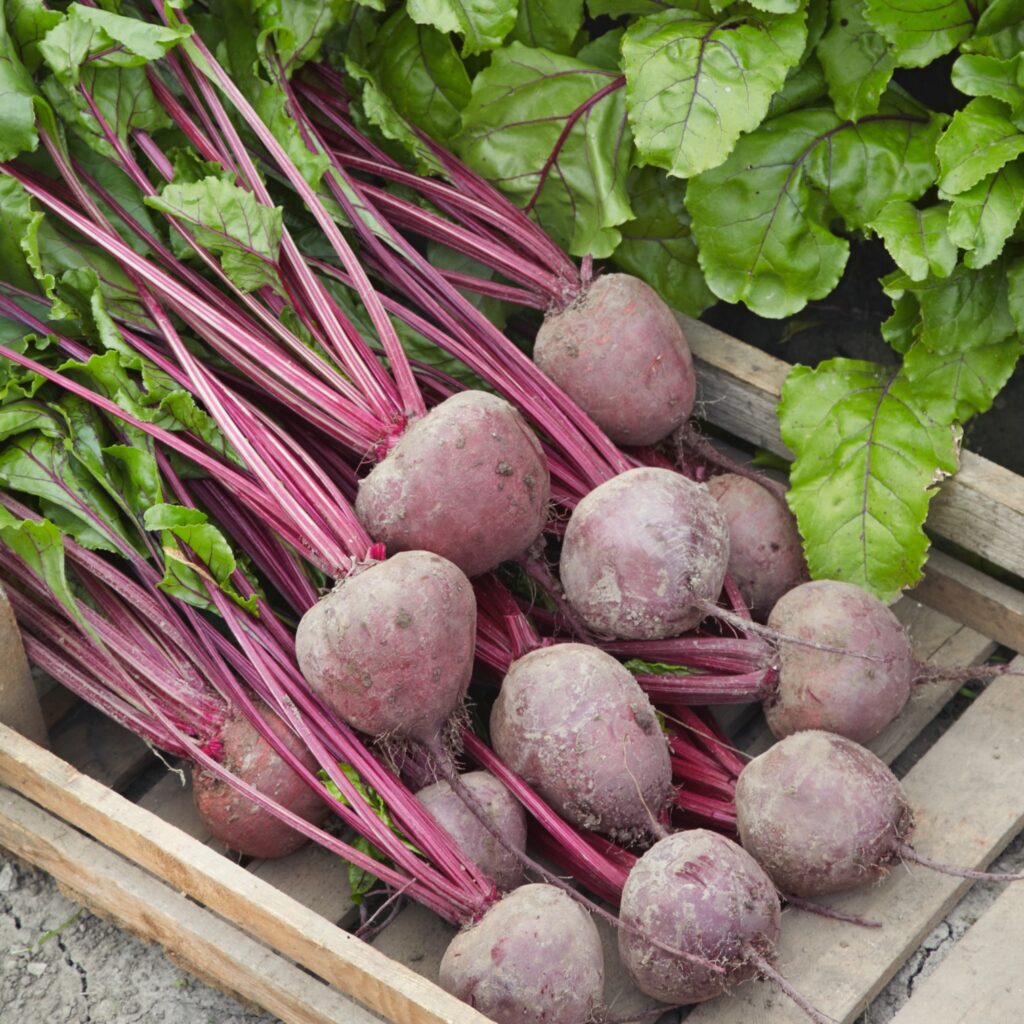Beetroot Seeds - Shop Tasty & Colourful Varieties
