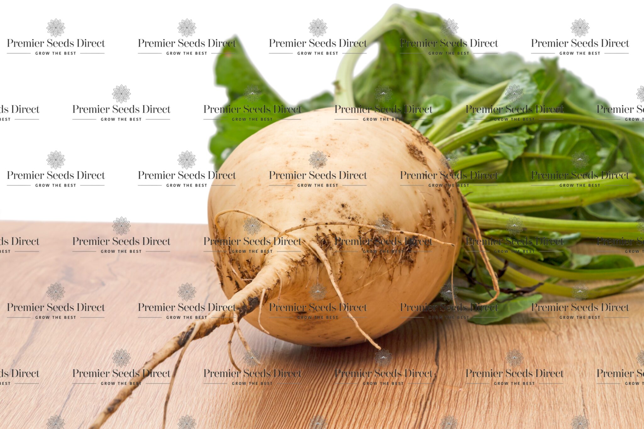 Beetroot Albino White | Beetroot | Premier Seeds Direct ltd
