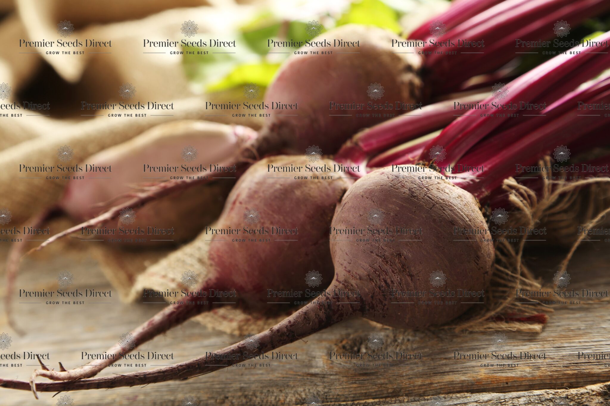 Beetroot Bulls Blood | Beetroot Bulls Blood | Premier Seeds Direct ltd
