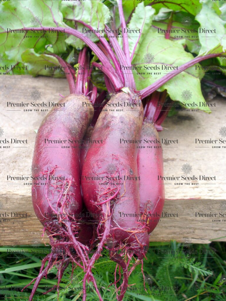 Beetroot Cylindra - Premier Seeds Direct