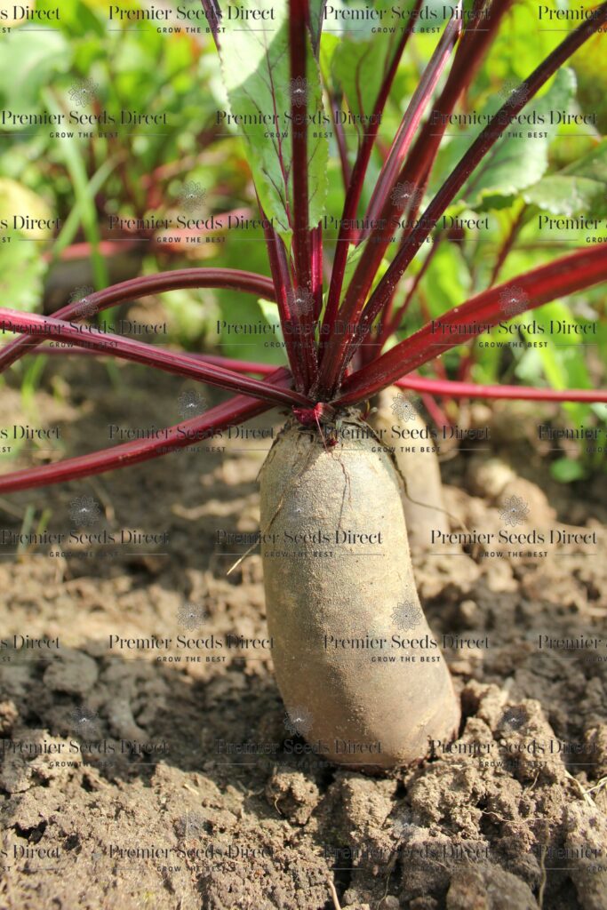 Beetroot Cylindra - Premier Seeds Direct