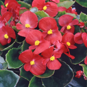 Begonia Seeds - Flower Seeds