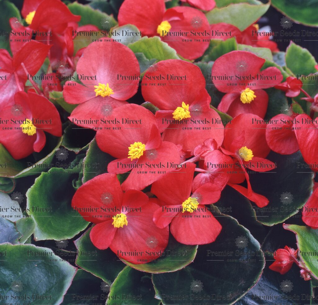Begonia Semperflorens Heaven Red F1 | Begonia | Premier Seeds Direct Ltd