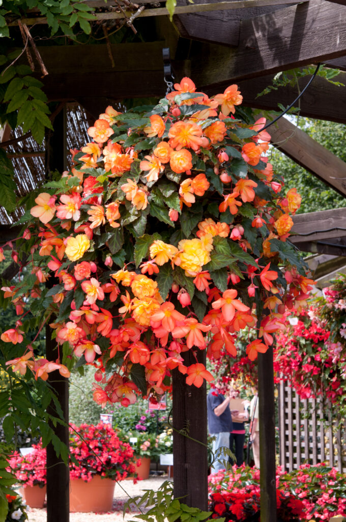 Begonia Tuberous Illumination Golden Picotee F1 - Premier Seeds Direct