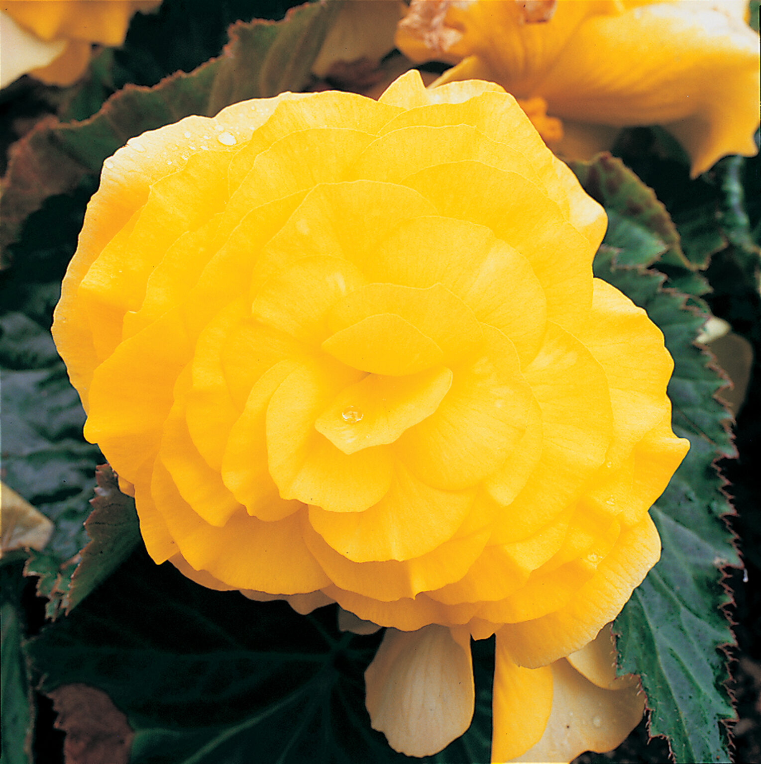 Begonia Tuberous Non Stop Yellow F1 | Flowers | Begonia | Premier Seeds ...