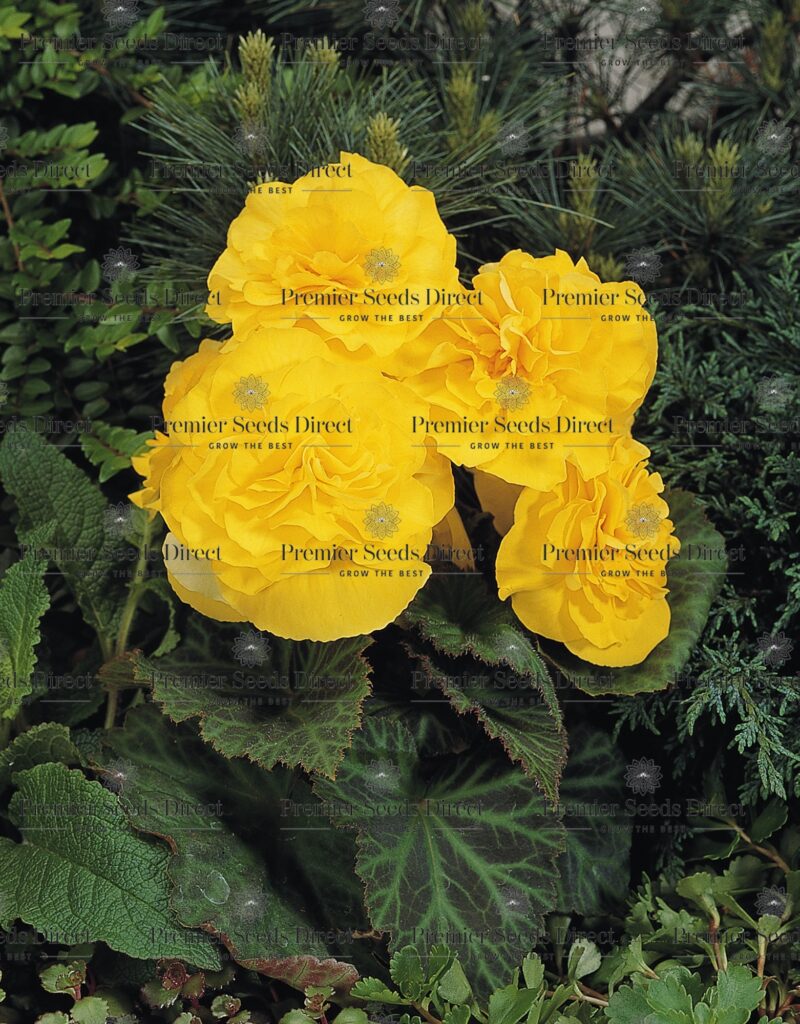 Begonia Tuberous Non Stop Yellow F1 | Flowers | Begonia | Premier Seeds ...