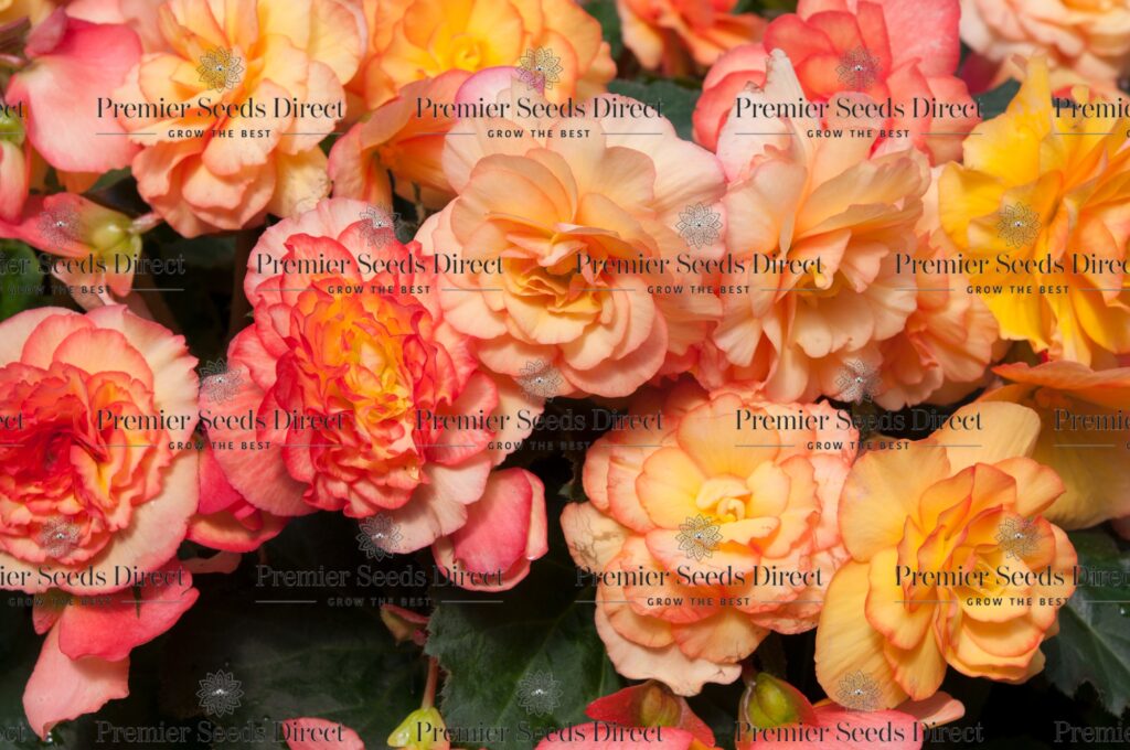 Begonia Tuberous On Top Sunset Shades | Begonia | Premier Seeds Direct ltd