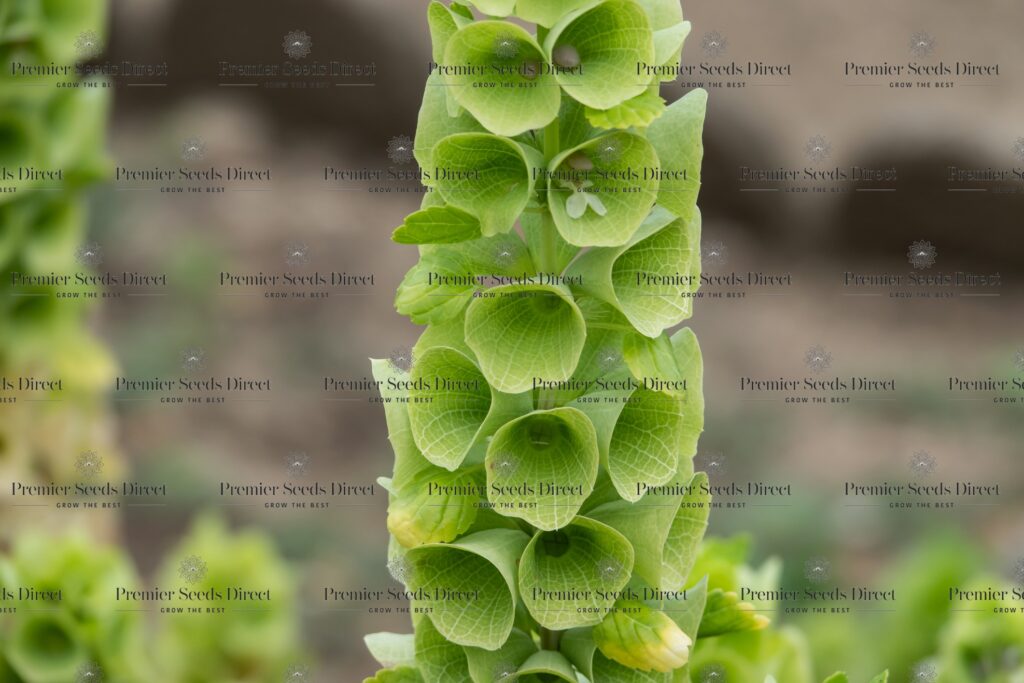 Bells of Ireland | Flowers | Bells of Ireland | Premier Seeds Direct Ltd.