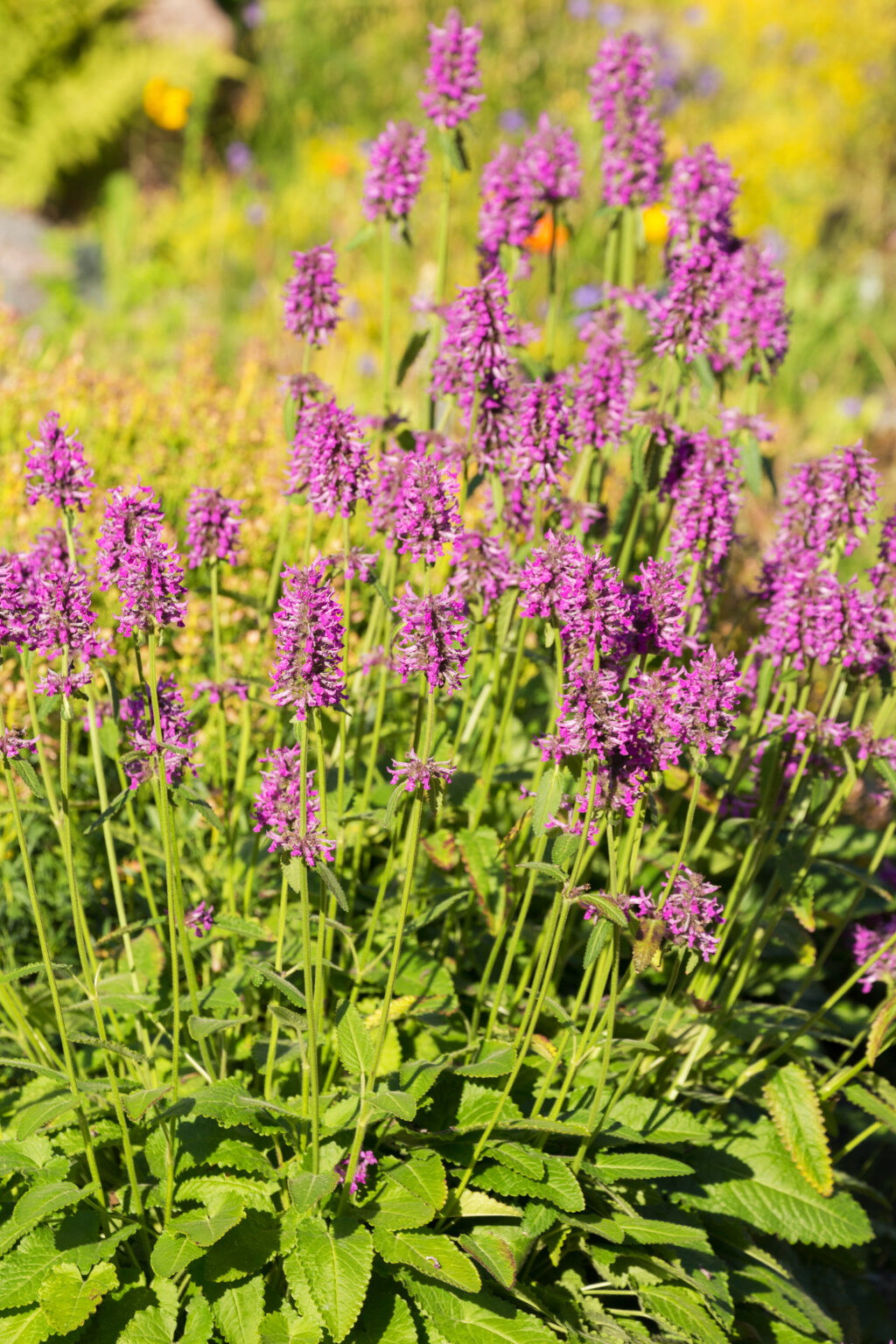 Betony | Flowers| Wild Flowers | Premier Seeds Direct ltd