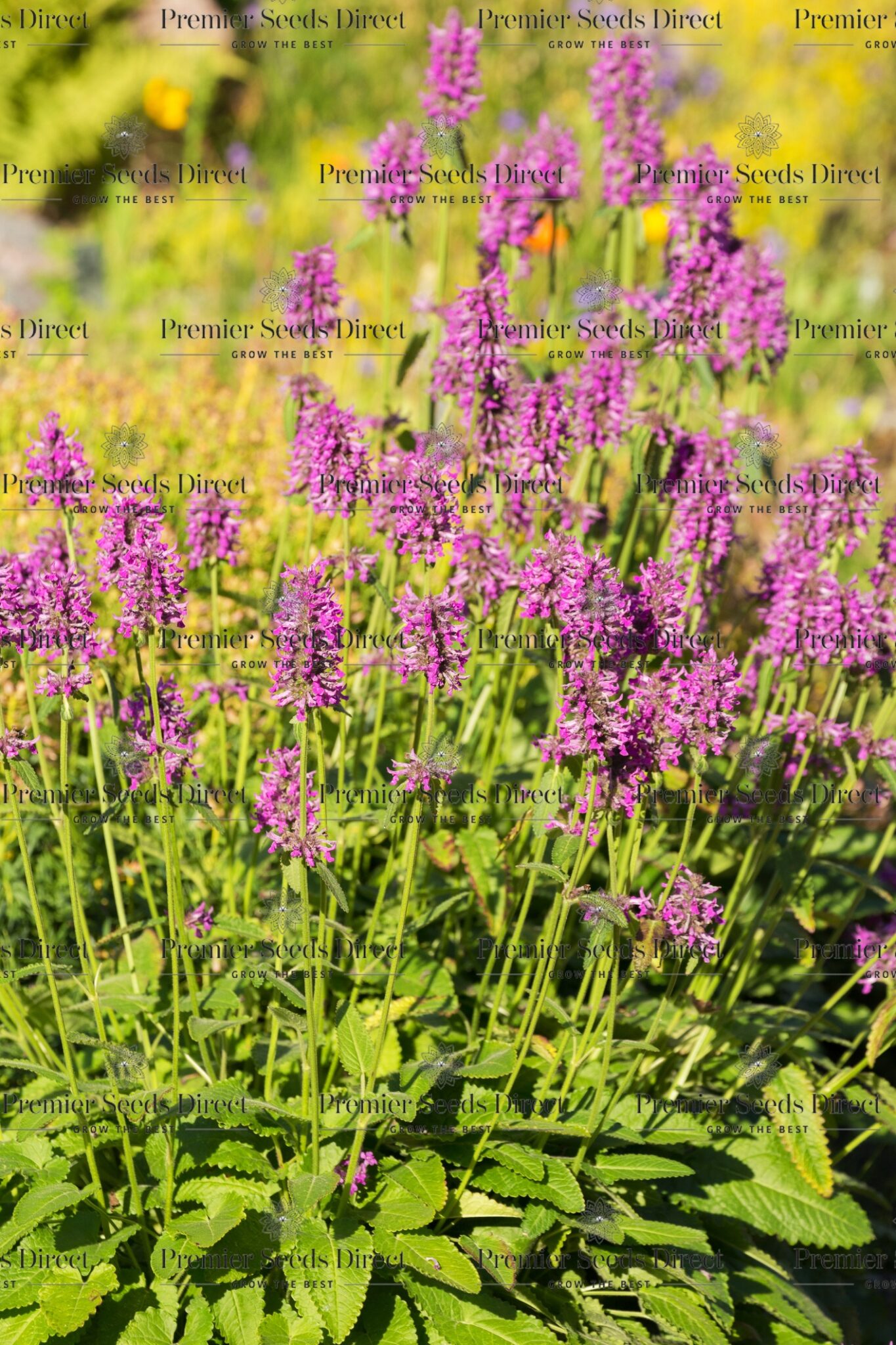 Betony | Flowers| Wild Flowers | Premier Seeds Direct ltd