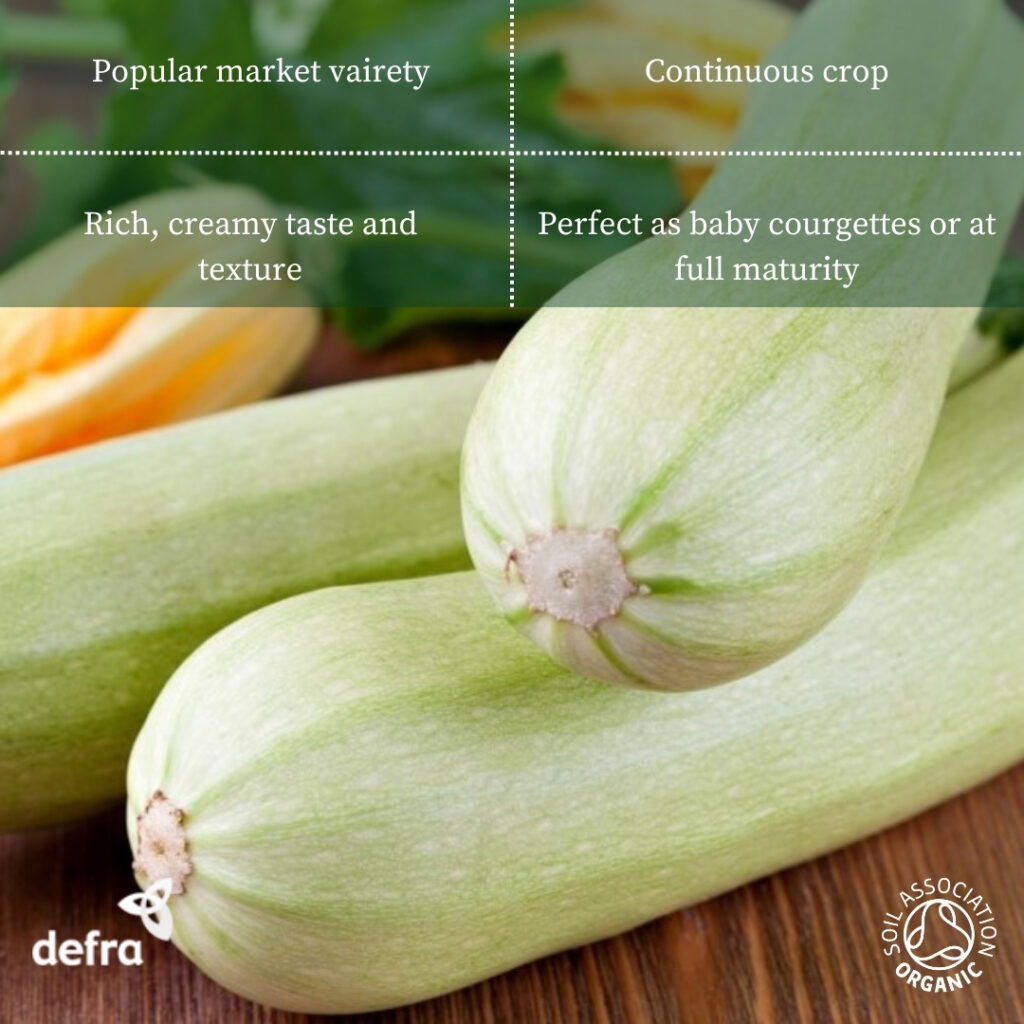 Italian Courgette Bianca Di Trieste | Courgette