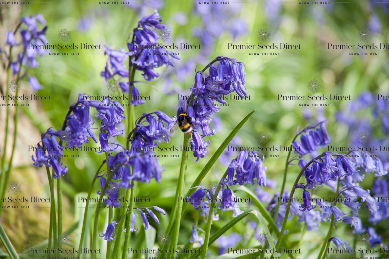 Pure English Bluebell | English Bluebell | Premier Seeds Direct ltd