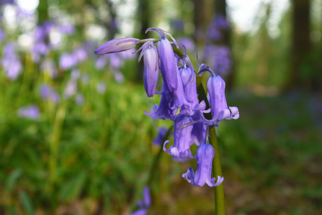 Pure English Bluebell | English Bluebell | Premier Seeds Direct ltd