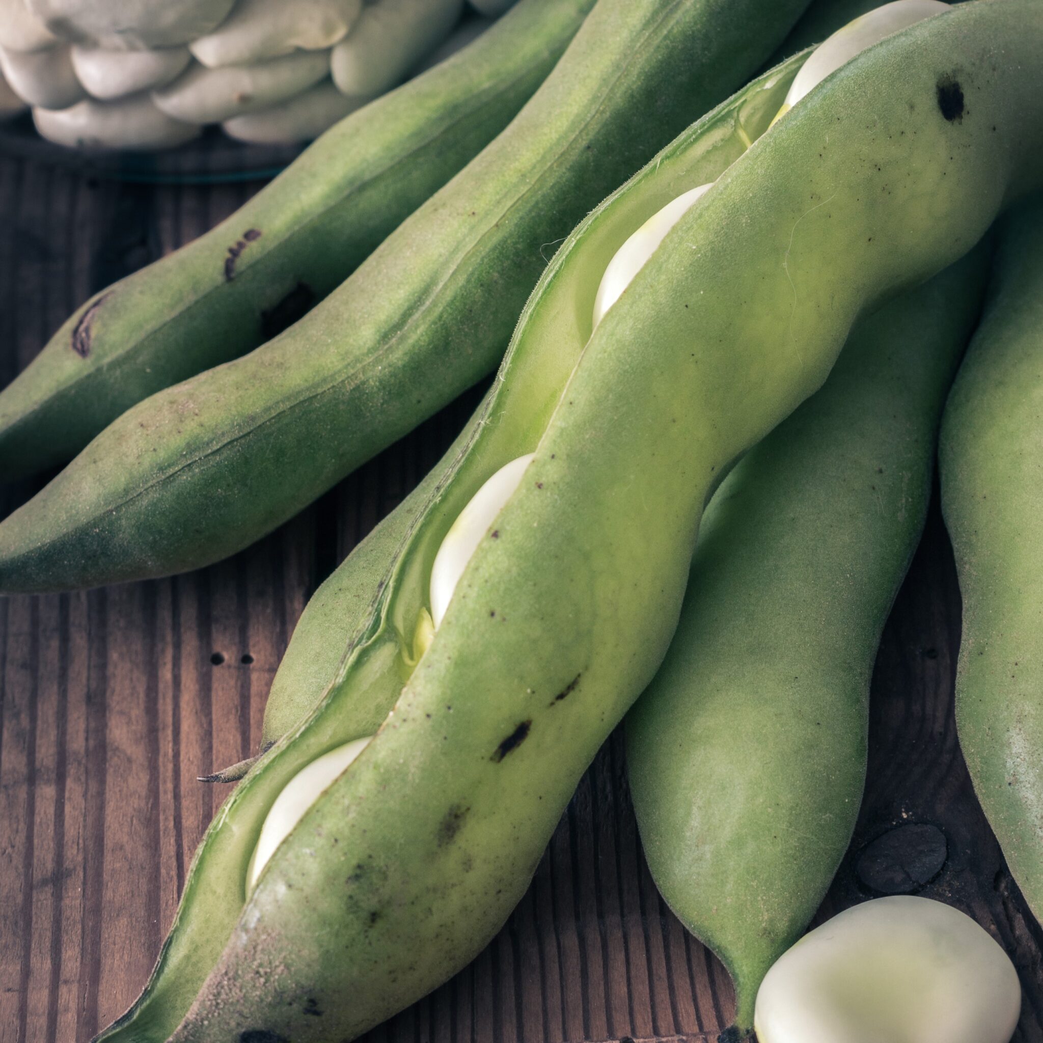 Broad Bean Aquadulce Claudia Organic | Organic Bean